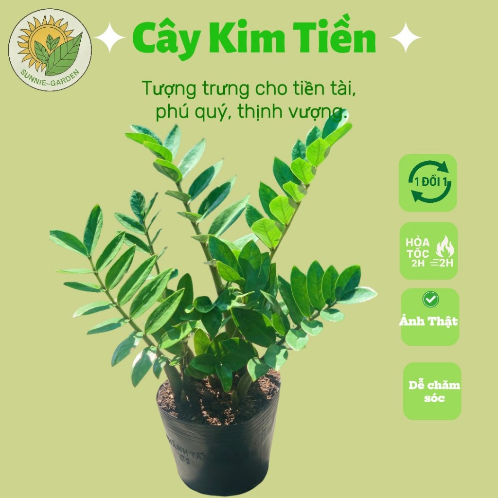 Combo 2-3 cây Kim Tiền -Kim Phát tài - Cây Phong Thủy ,mang tài lộc cho ...