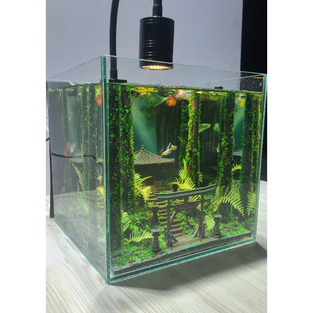 Bể cá mini để bàn nuôi betta,layout setup sẵn,dễ chăm sóc | Shopee Việt Nam