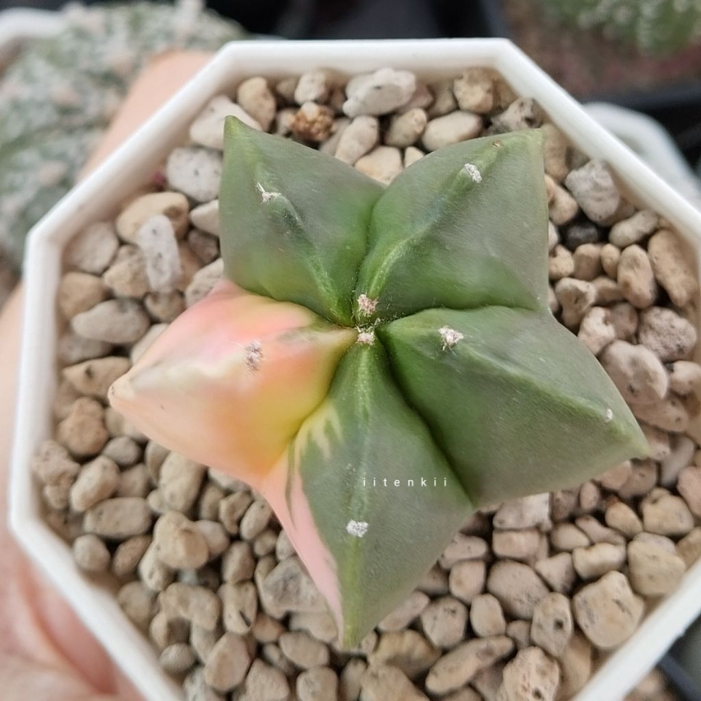 Xương rồng astro lem hồng vàng chấm bi 5 cánh | Shopee Việt Nam