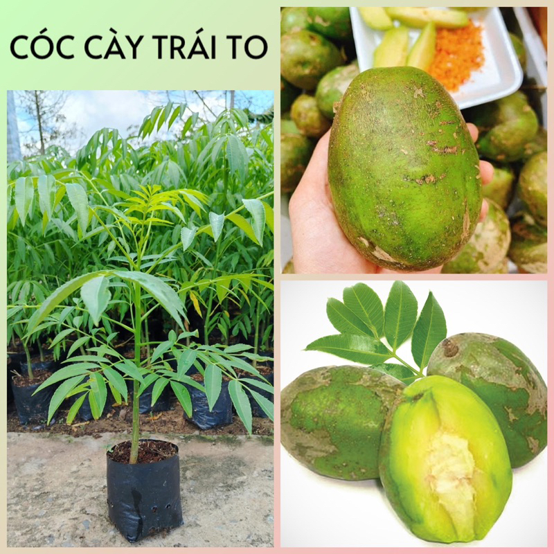 Cây giống Cóc Cày trái to - Cóc xưa (20-30cm) | Shopee Việt Nam