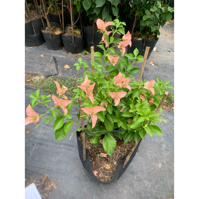 Hoa giấy Kayata siêu hoa cực kỳ cây ghép hom cao 50cm | Shopee Việt Nam