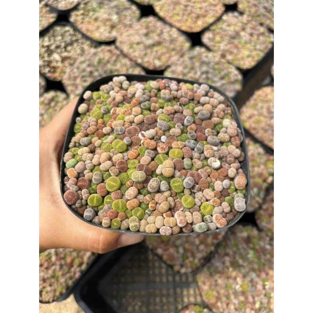 Lithops mini đủ màu – Cây mọng nước độc lạ trang trí để bàn | Shopee ...