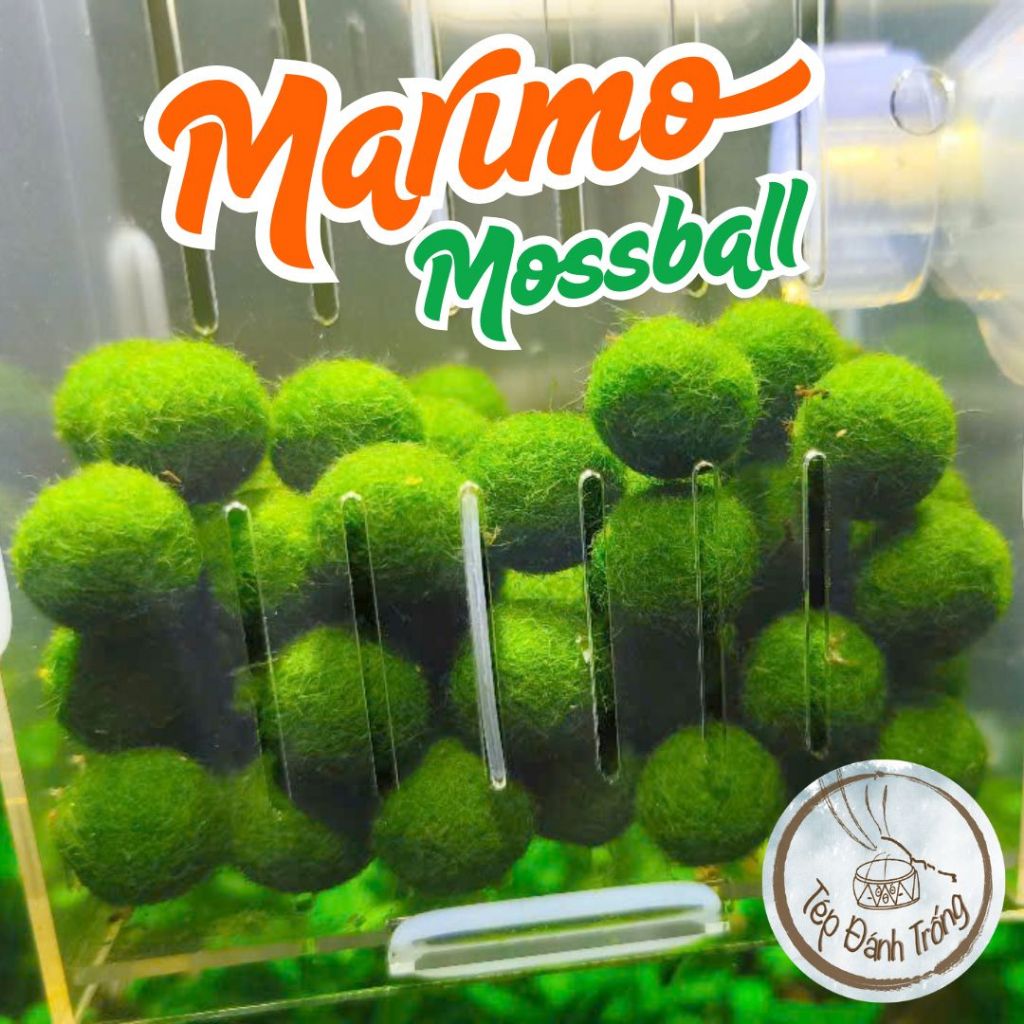 Tảo Cầu Marimo (Marimo mossball) - Biểu tượng may mắn từ Nhật Bản ...