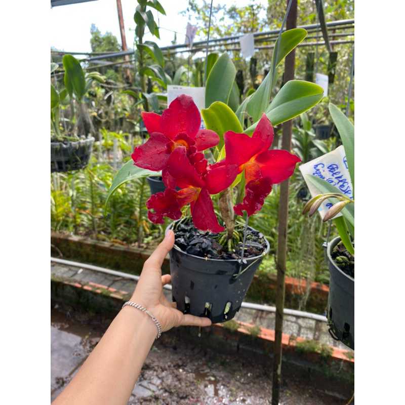 cattleya Mini Red Dragon | Shopee Việt Nam