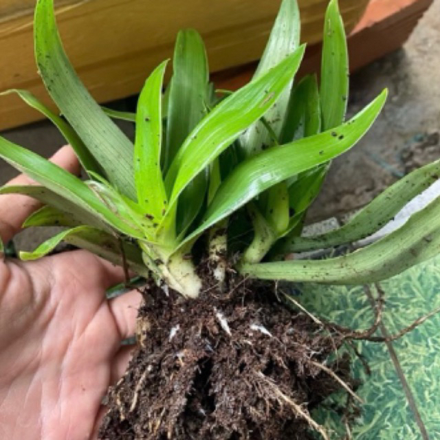 3 nhánh cây linh chi thảo( cỏ bao tử ) | Shopee Việt Nam