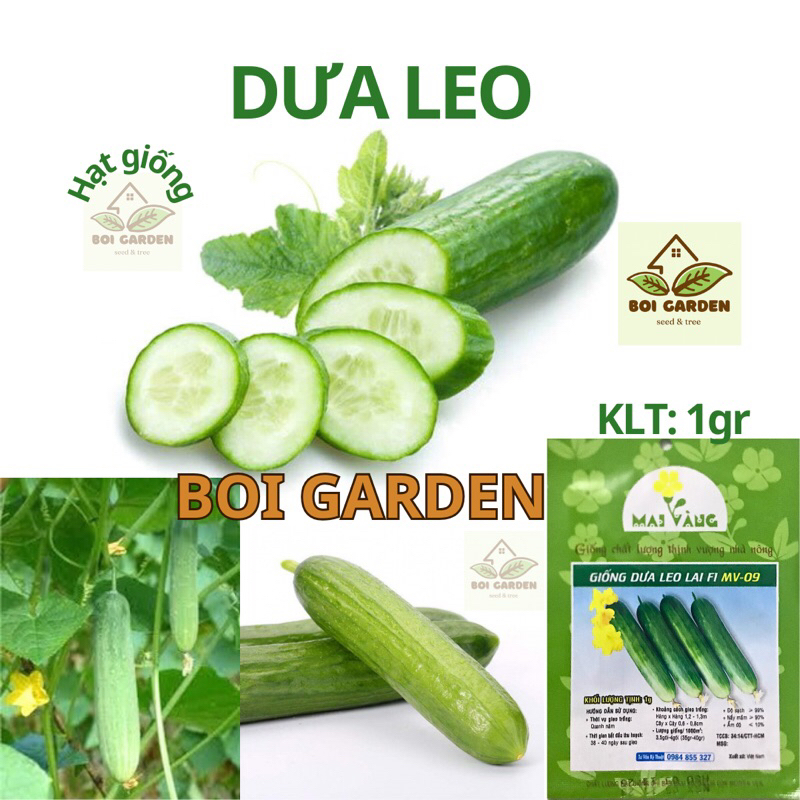 Hạt giống DƯA LEO lai F1 (88) | Shopee Việt Nam