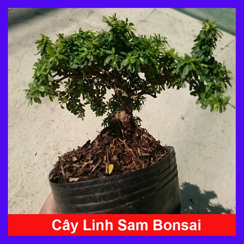 Chậu Cây Linh Sam (Bonsai) - cây cảnh bonsai để bàn - hoa cây cảnh | Shopee Việt Nam