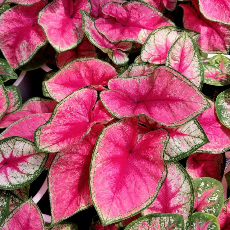 Caladium Radiance, chậu cây giống, cây được chụp thực tế tại vườn nhà ...