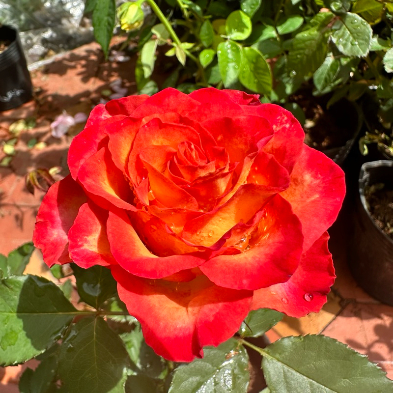 Hoa hồng bụi High Magic Rose - hoa lâu tàn | Shopee Việt Nam