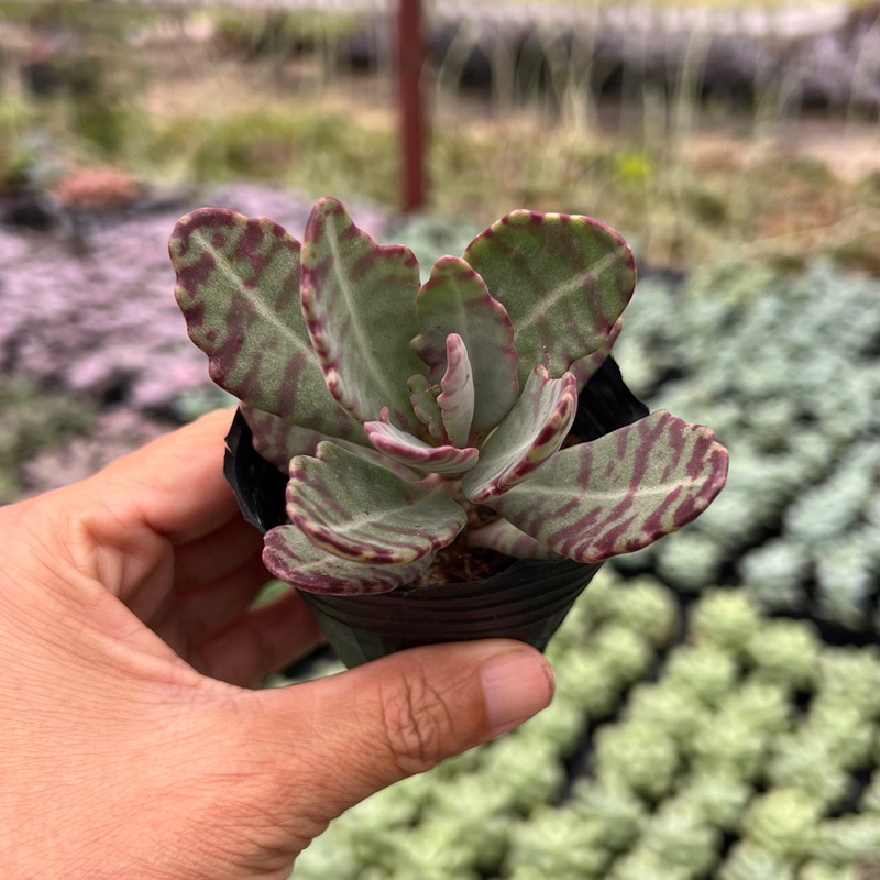 [CÓ GIÁ SỈ] sen đá Gấm da beo size bầu 4-5cm | Shopee Việt Nam