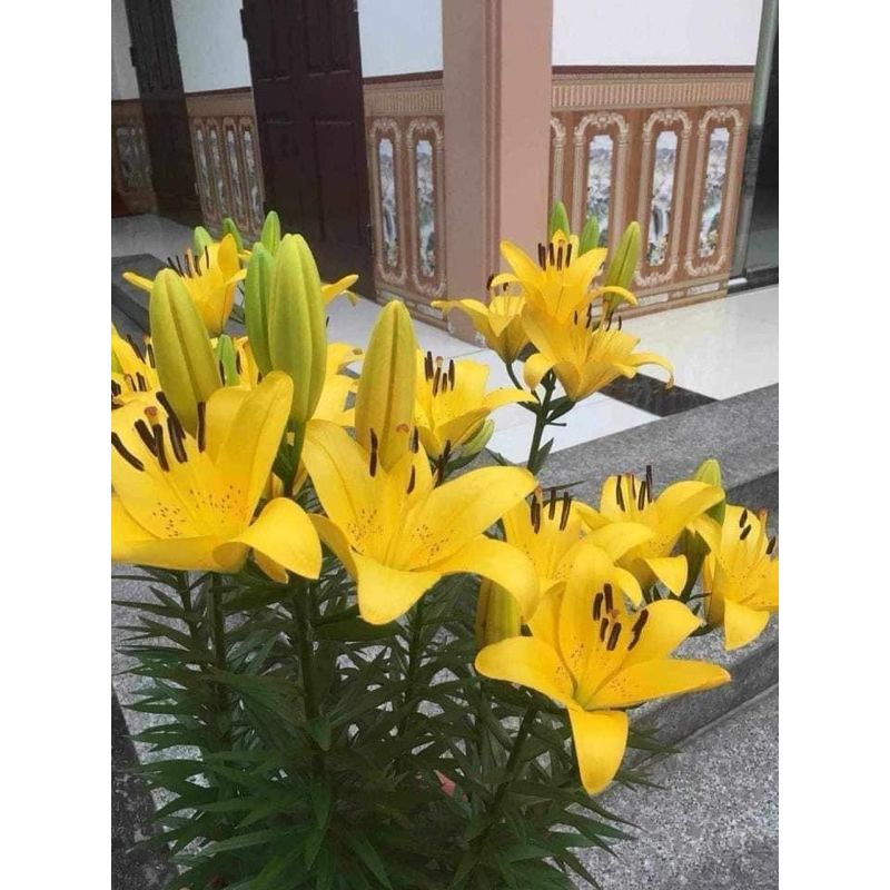 Củ Hoa Ly cao, hoa thơm, cánh kép | Shopee Việt Nam