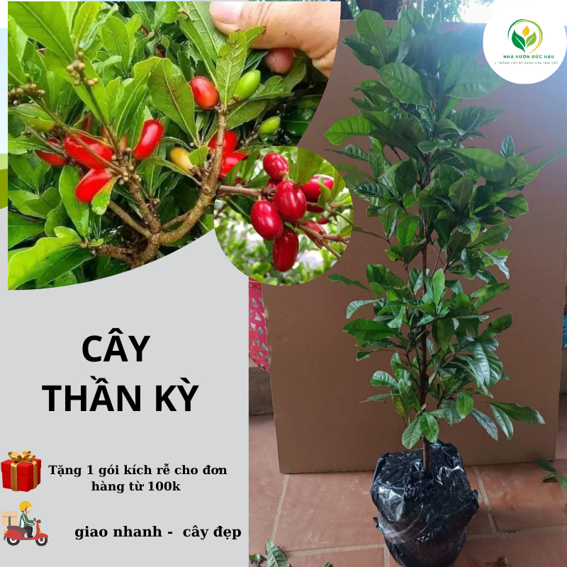 CÂY THẦN KỲ giúp biến đổi vị giác( cây gửi đi như ảnh cuối. cao 90cm ...