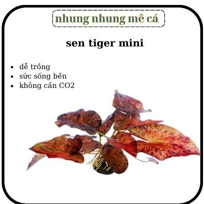 sen tiger - cây thủy sinh dành cho hồ thủy sinh bể non bộ | Shopee Việt Nam