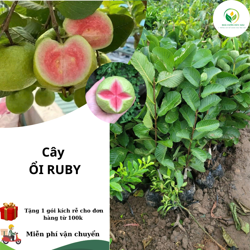 CÂY GIỐNG ỔI RUBY RUỘT ĐỎ ( cây ghép chuẩn giống) | Shopee Việt Nam