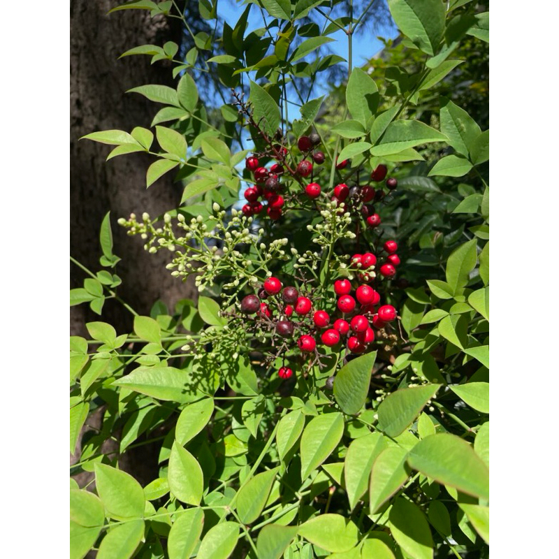 Nam thiên trúc mini | Shopee Việt Nam