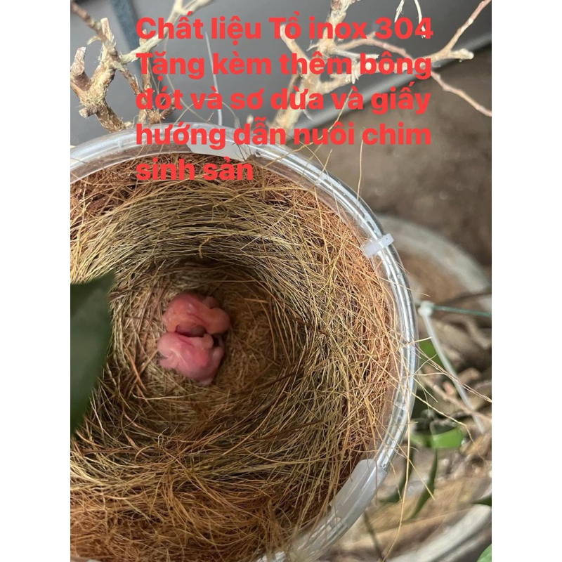 tổ chim chào mào trứng giả chim chào mào (1 đơn hàng sẽ được tặng kèm cái trứng giả chim chào ...