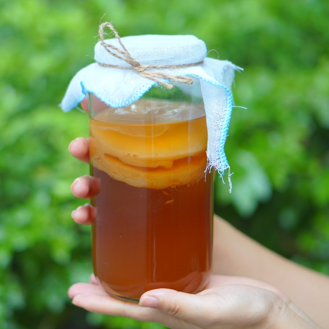 con giống scoby nguyên liệu ủ trà kombucha | Shopee Việt Nam