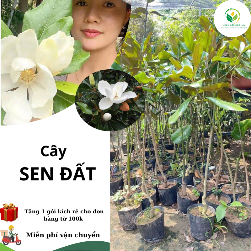 Cây sen đất, cây sen cạn, ( bạch liên hoa), cây ghép chuẩn giống 90cm ...