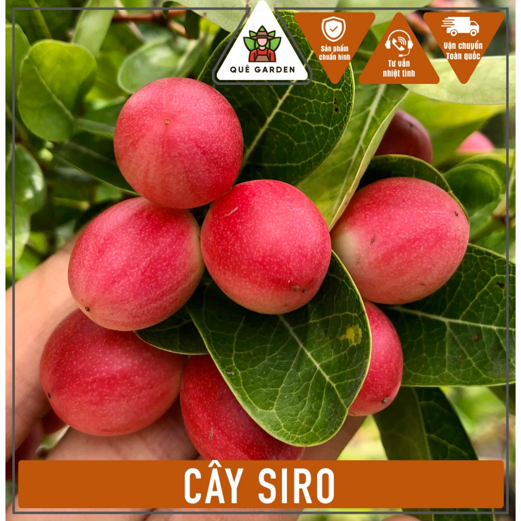 Cây Siro - Giao động 40-50 cm - Quả dùng làm nước uống rất ngon ...