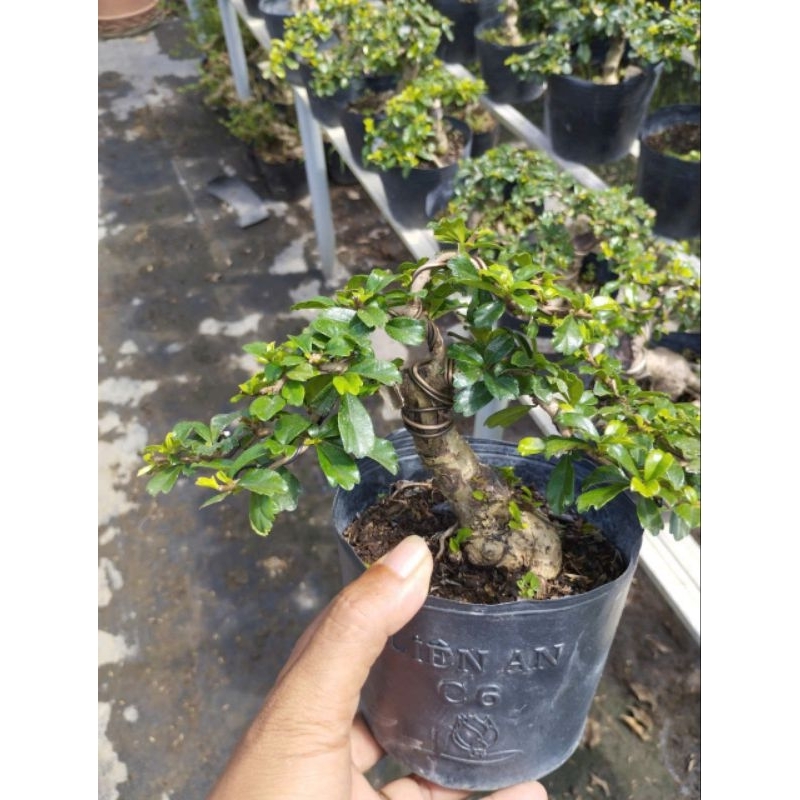 Cây 🌲 Bonsai Mùm Sụm | Shopee Việt Nam