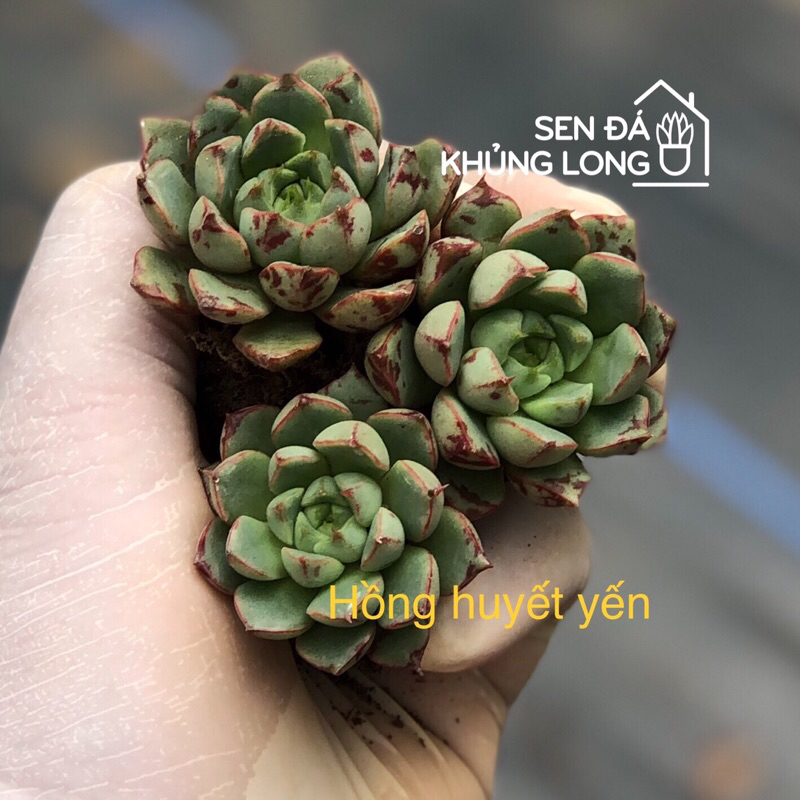 Sen đá mini vip ( vĩ ) | Shopee Việt Nam