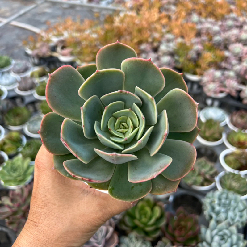 cây sen đá Bèo sakura size trung bình 6-8cm | Shopee Việt Nam