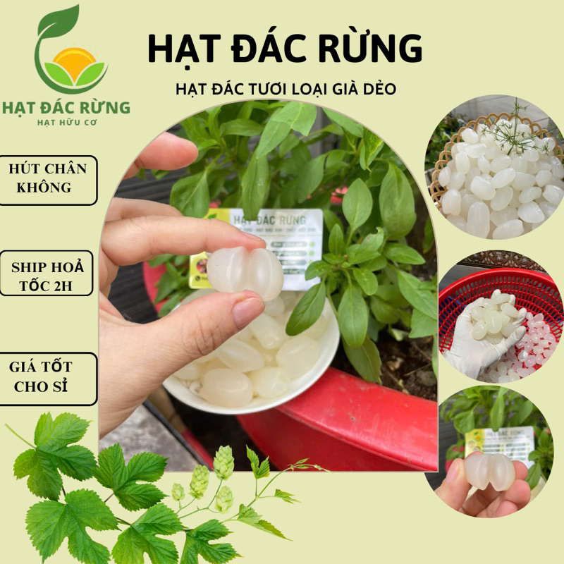 HẠT ĐÁC GIÀ CỨNG CÓ TIM 1KG HẠT ĐÁC GIÀ NGON MIX TO- NHỎ NẤU CHÈ RIM ME ...
