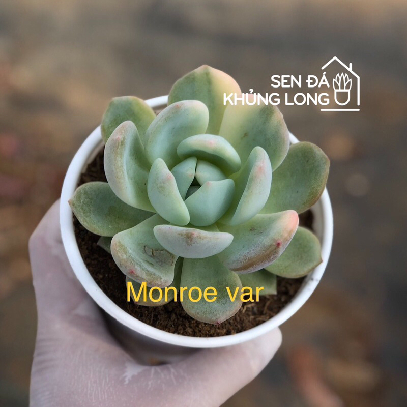 sen đá monroe - echeveria monroe | Shopee Việt Nam