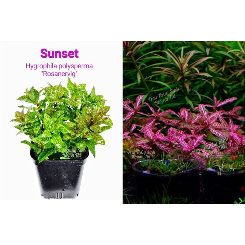 Sunset -Hygrophila polysperma "Rosanervig'" | Shopee Việt Nam