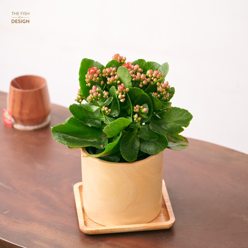 Chậu cây hoa sống đời, cây hoa bỏng, cây hoa quà tặng | The Fish Design ...