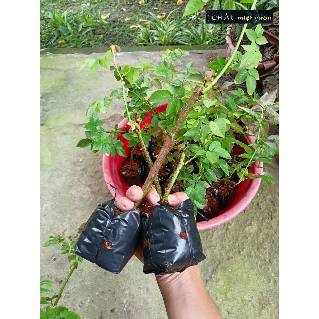 Cây Hoa Hồng Nhung thân leo (trang trí hàng rào/cửa ngõ) | Shopee Việt Nam