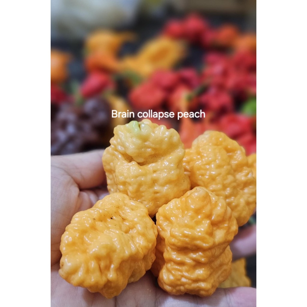 [2025+] Hạt giống ớt siêu cay Brain Collapse Peach | Shopee Việt Nam