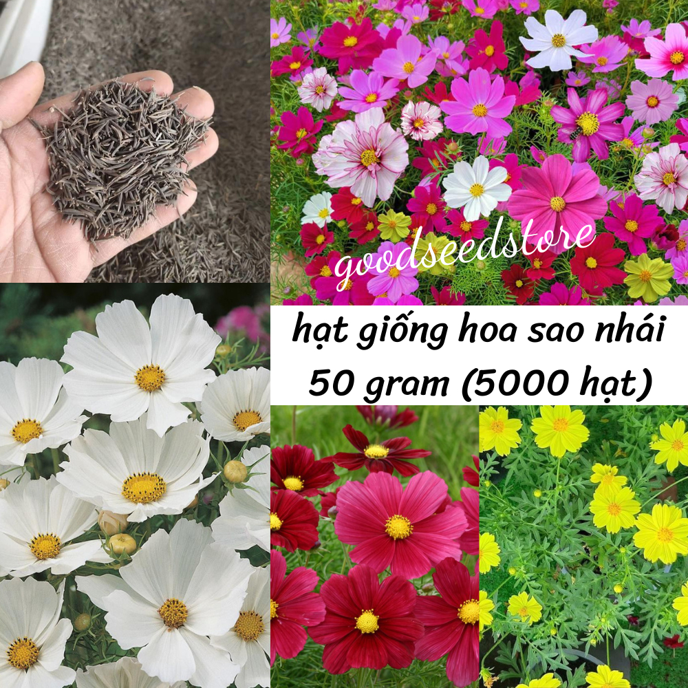 Hạt giống hoa sao nhái đủ màu (5000 hạt) - 1 gói trang trí cả vườn, tỉ ...