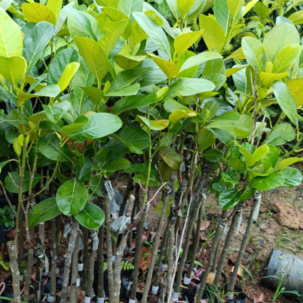 Cây giống Mít Indo cao 50cm, cây khỏe, sai trái, múi ngon ngọt | Shopee ...