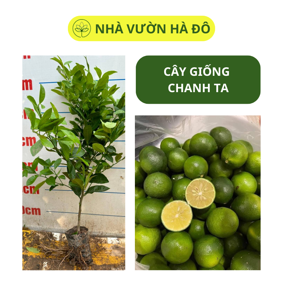 Cây Giống Chanh Ta Giâm Bầu Năng Suất Cao Cho Quả Sớm | Shopee Việt Nam