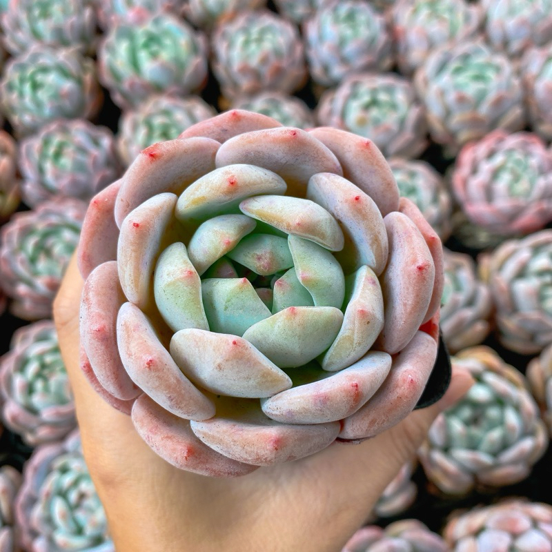 SEN ĐÁ MONROE size chậu 7cm | Shopee Việt Nam