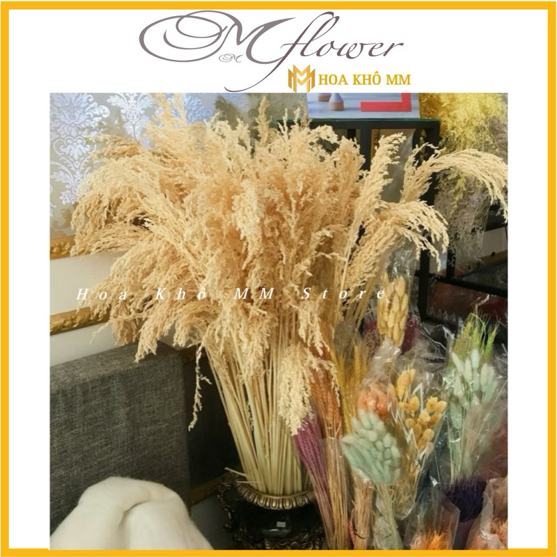 Bông lúa khô trang trí, Bông Lúa Indo, Bông Lúa Mạch Châu Âu | Shopee ...