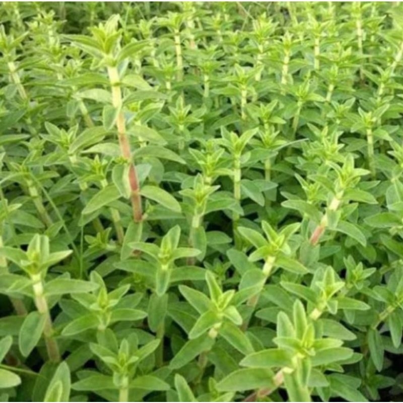 Cây ngò om, rau ngổ trắng giống có bầu đất rễ khỏe | Shopee Việt Nam