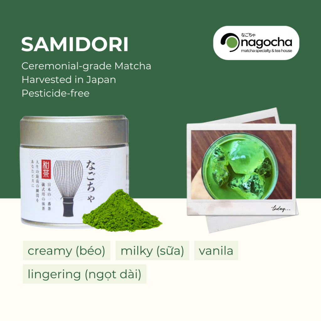 Bột matcha Samidori, vùng Uji, Kyoto, Japan. Thu hoạch vụ xuân. Bột ...