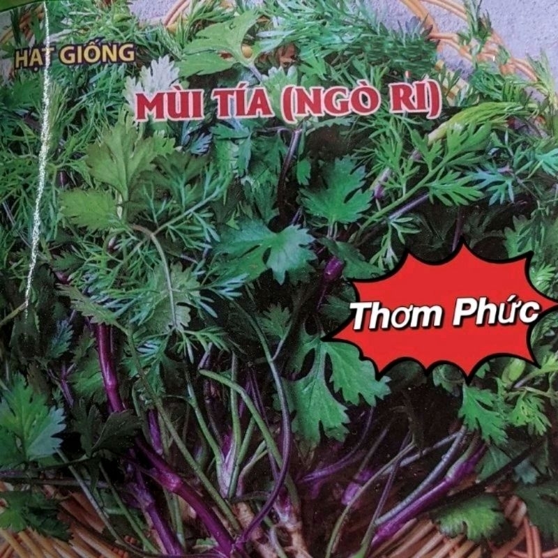20 gr Hạt Giống Rau Mùi Tía ( Ngò Rí) Cực thơm, rất dễ trồng | Shopee Việt Nam
