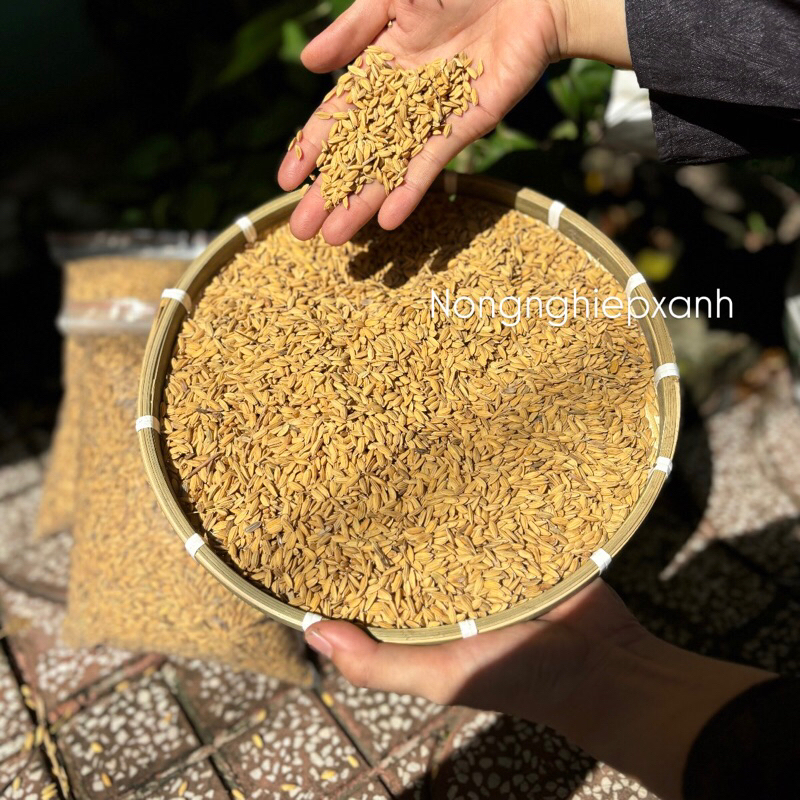LÚA HẠ TRÒN DÀNH CHO GÀ , CU GÁY , VÀ CÁC LOẠI CHIM | Shopee Việt Nam