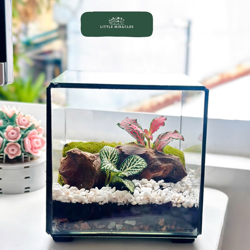 [HOẢ TỐC] Terrarium cube setup sẵn - Tiểu cảnh hộp kính vuông có nắp ...