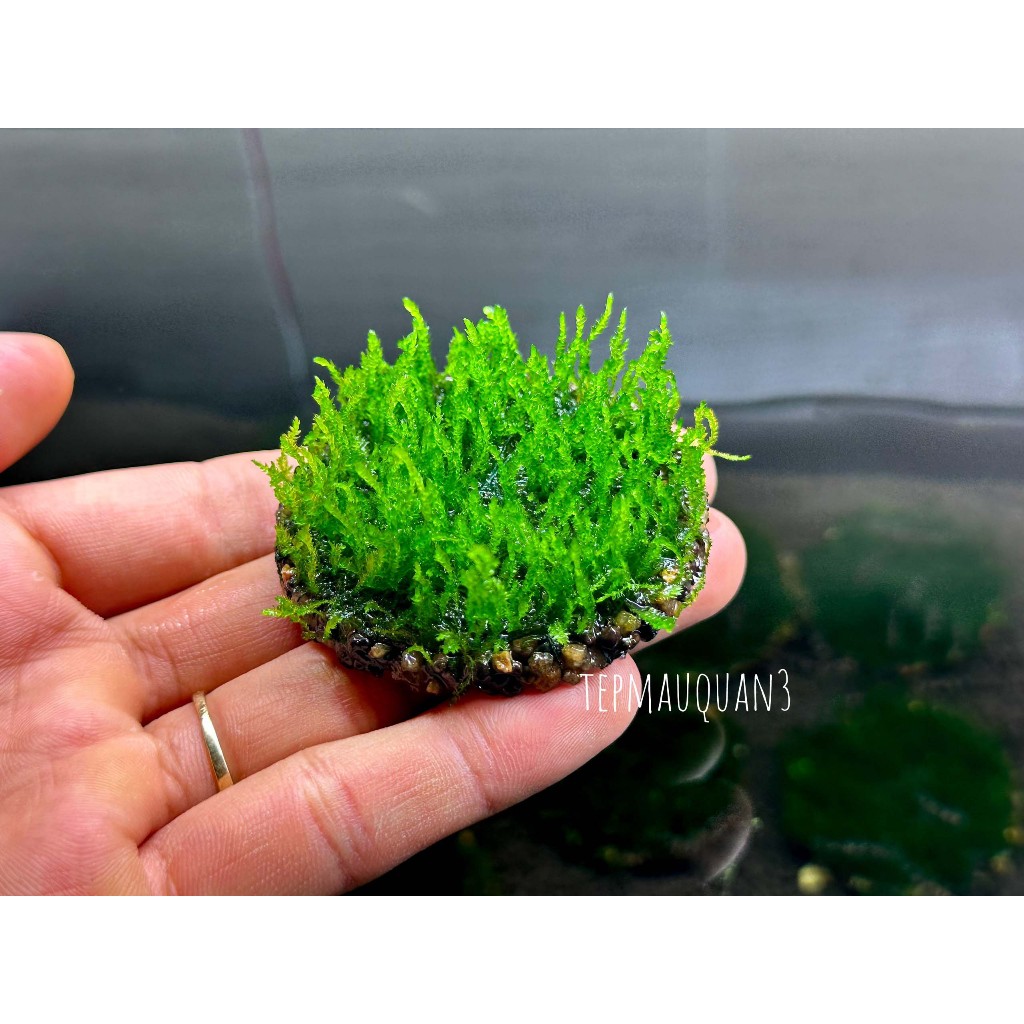 Rêu Thảm Flame Moss Tép Cảnh - Trang Trí Hồ Tép, Cá cảnh - Thủy Sinh ...