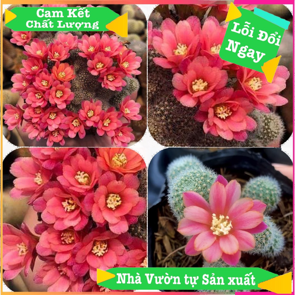 Xương rồng rebuti hoa cam hồng siêng hoa size 2,5 đến 4,5cm. | Shopee ...