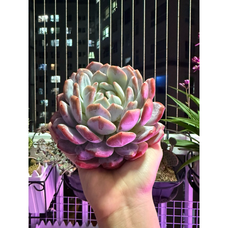 [mieugarden - đợt hàng mới] Sen đá Monroe Hồng (Echeveria Monroe) Size ...