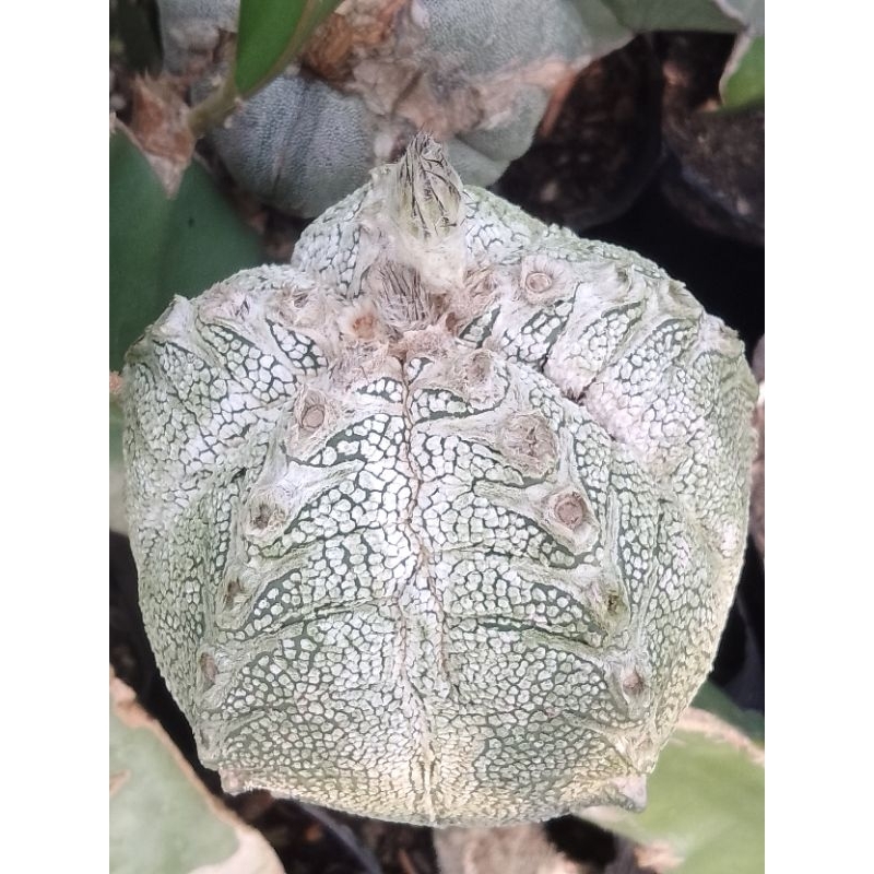 Xương rồng Astro cv Onzuka | Shopee Việt Nam