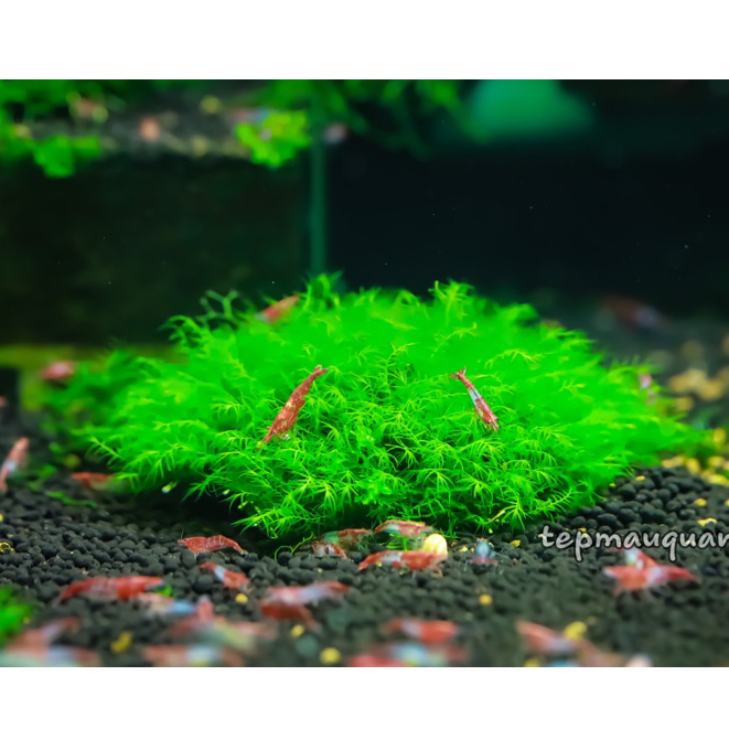 Cầu Rêu USFISS - PHOENIX MOSS - Trang Trí Hồ Tép - Tép Màu Quận 3 ...