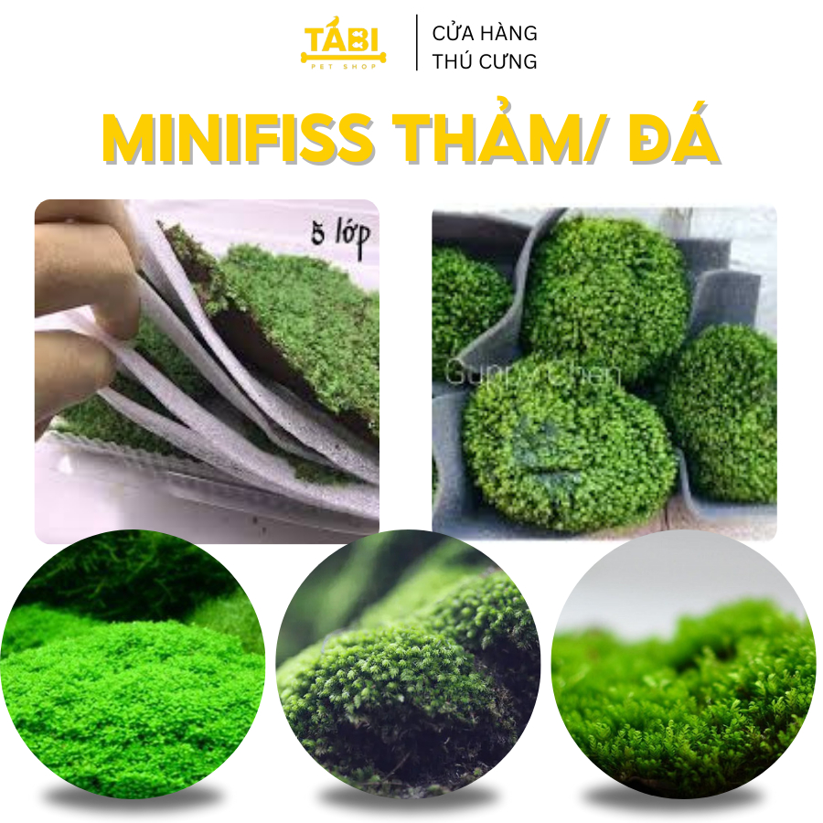 Rêu Minifiss, Mini Taiwan, Trân Châu Lá Nước Trãi Nền Trang Trí Hồ Cá ...