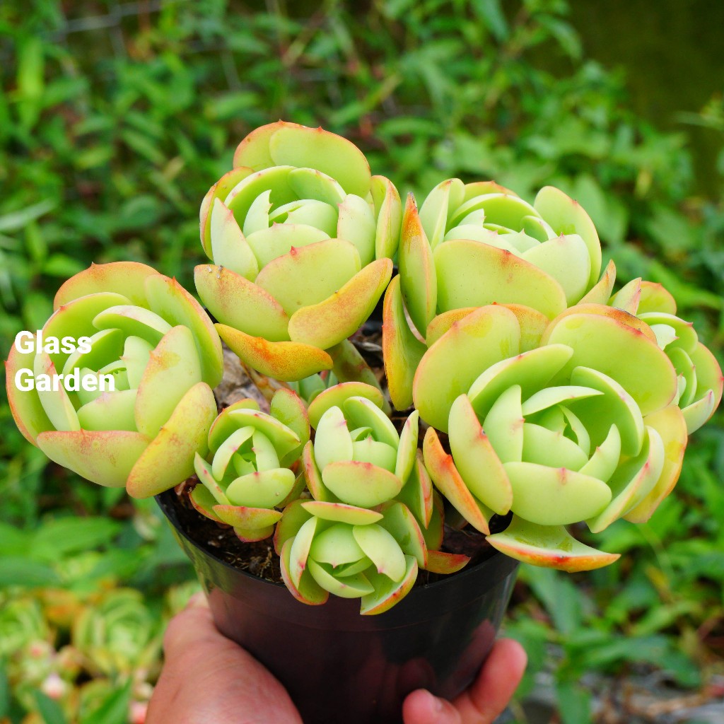 Sen đá Bèo Pháp cánh tròn 1 gốc thụ nhiều đầu 12cm | Shopee Việt Nam