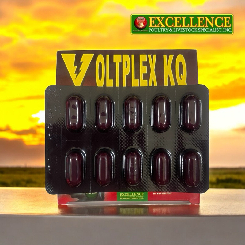 Volplex KQ Excellence biệt dưỡng chiến kê 3 ngày cuối | Shopee Việt Nam